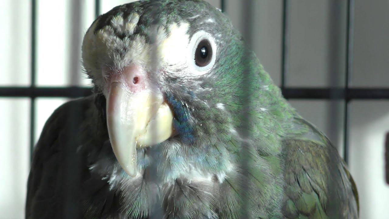 Taming a Pionus Parrot Episode 1. - YouTube