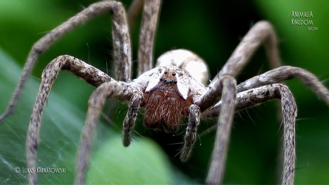 "Guardian Spider" - Nursery Web Spider (Pisaura mirabilis) - Animalia ...