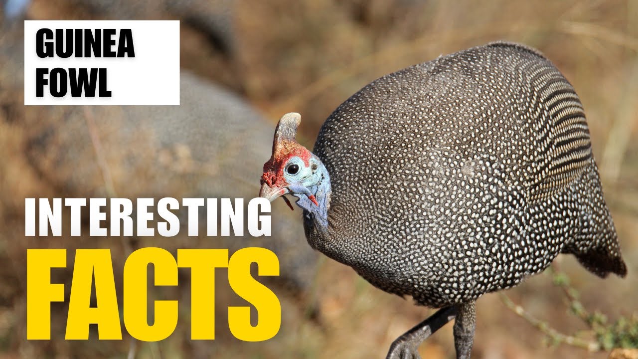 Exploring the Fascinating World of Guinea Fowl | Interesting Facts ...