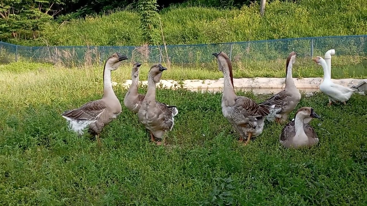 아프리카거위 ㅡ Africa goose ㅡ African geese - YouTube