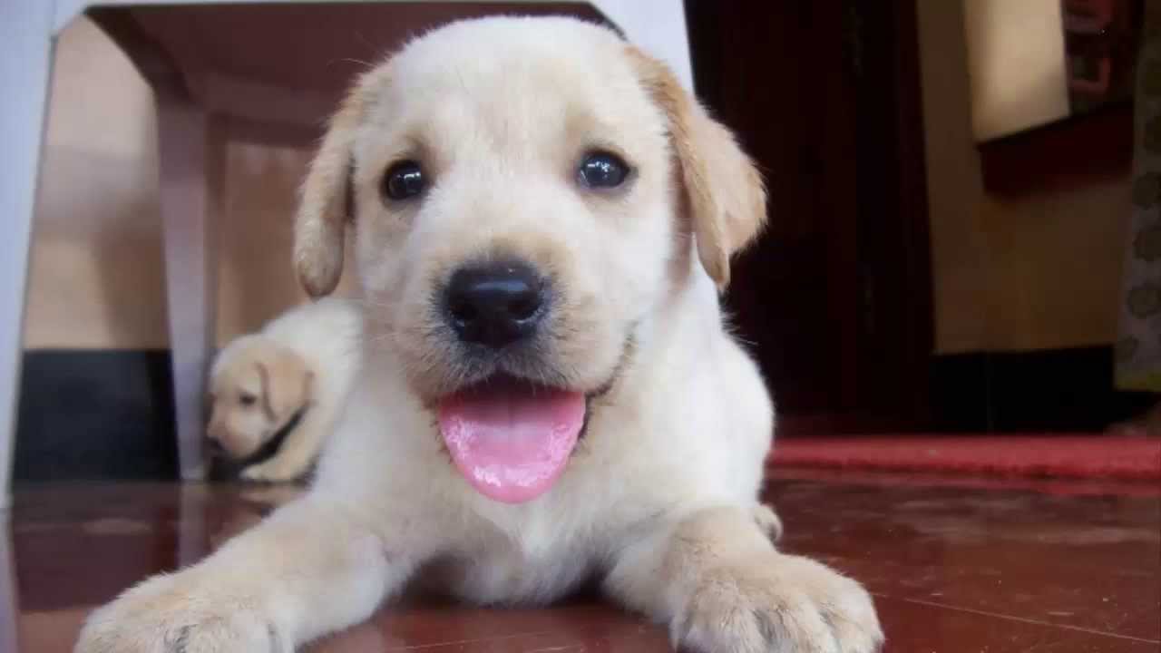 Adorable and the Cutest Labrador Puppies - Black Yellow and choco ...