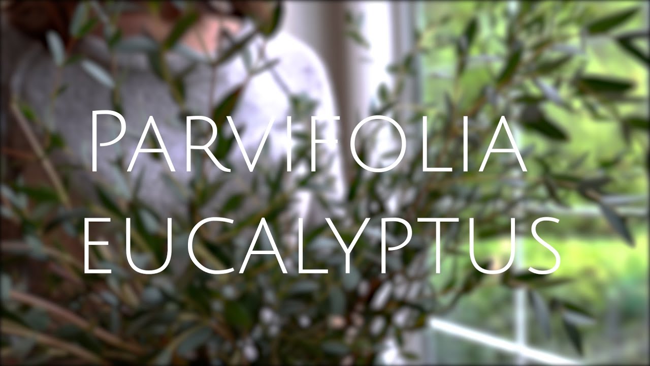 Greenery 101: Parvifolia Eucalyptus - YouTube