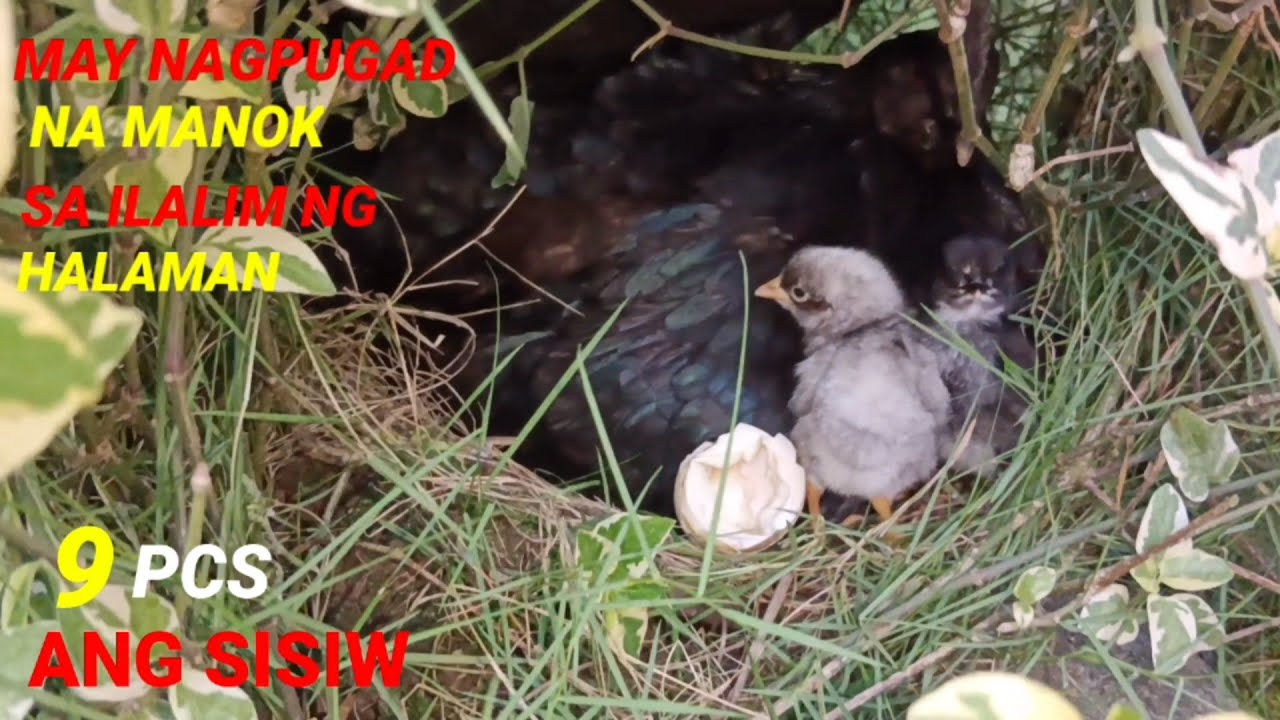 MAY PUGAD NG INAHIN NA MANOK SA ILALIM NG HALAMAN 9PCS. ANG SISIW ...