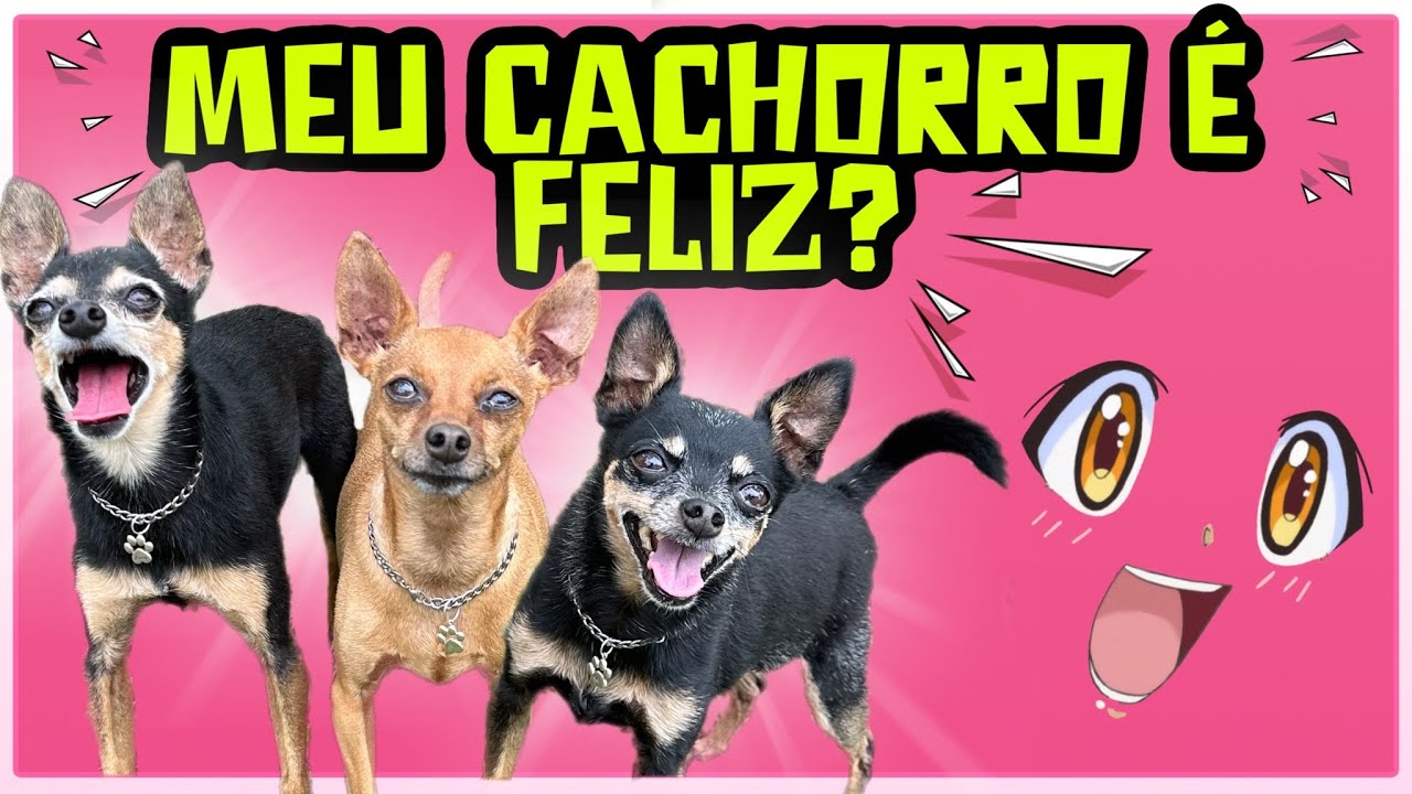 7 SINAIS DE QUE SEU CACHORRO É FELIZ - YouTube