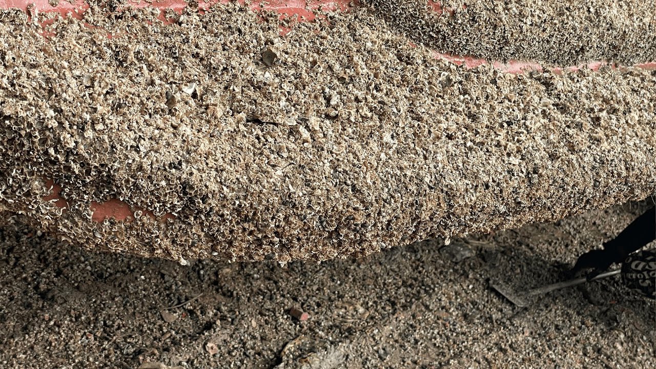 Barnacles Removal So Satisfying – ASMR No Talking Deep Clean - YouTube