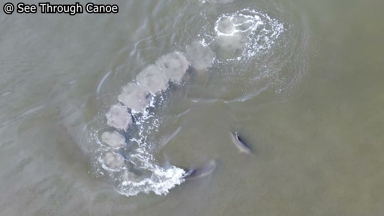 Dolphin Showing Her Baby The Mud Ring aka Mud Net Feeding Technique ...