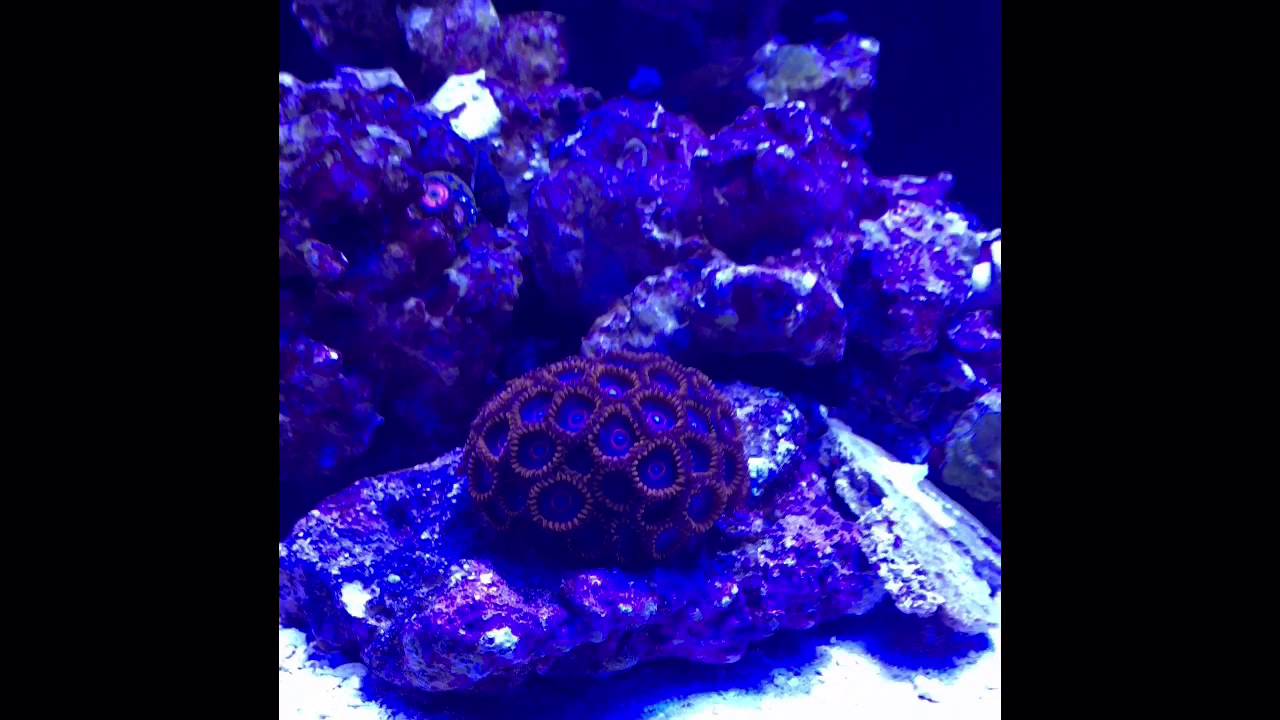 25g Innovative Marine Lagoon Reef Tank - YouTube