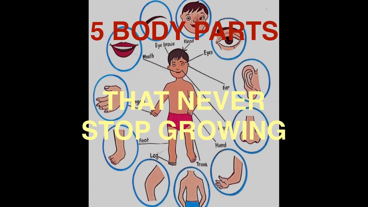 Five Body Parts That Keep Growing Even As An Adult, Whether You Like It ...