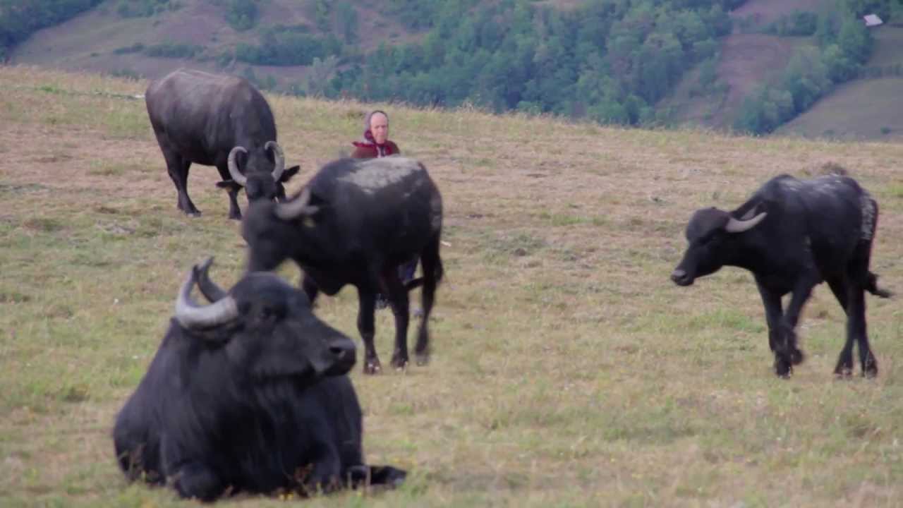 Transylvanian Buffaloes - YouTube