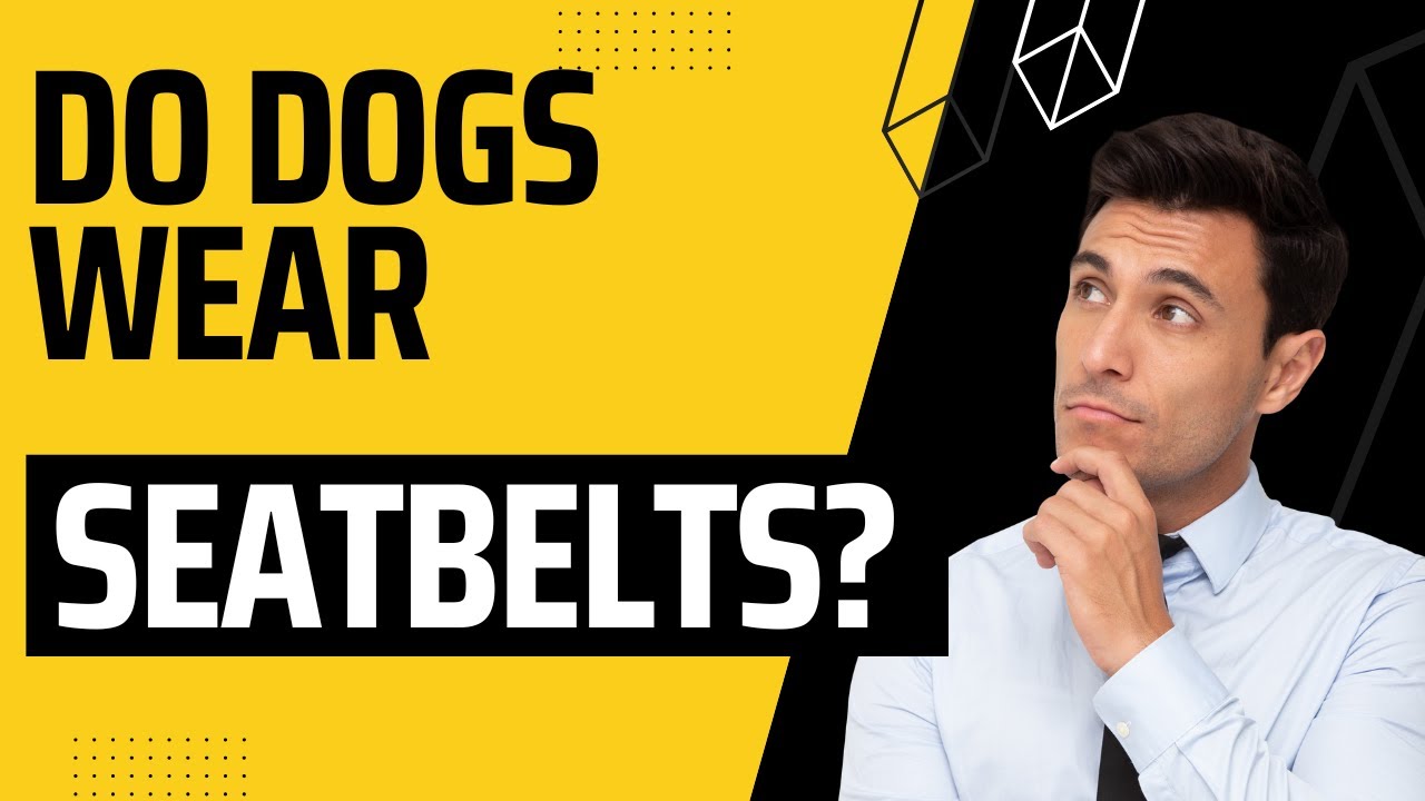 How to restrain dogs in your vehicle the right way (Pro tips for pro ...