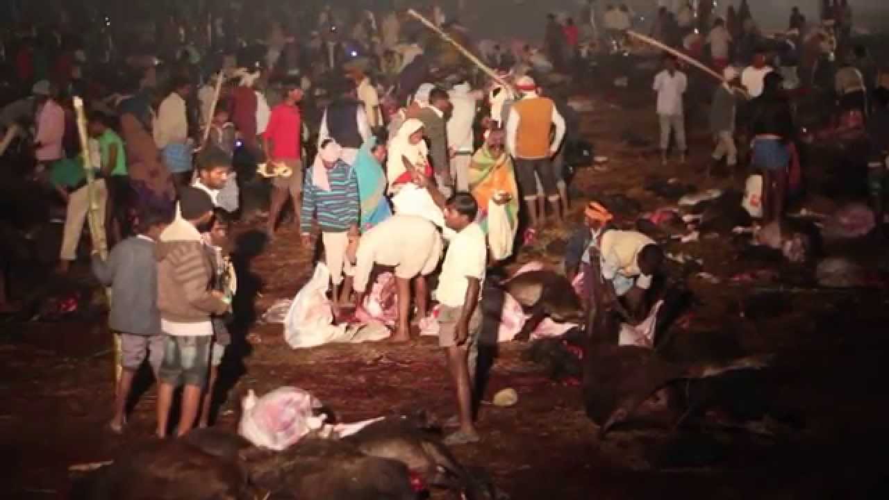 Gadhimai Festival, 2014 - YouTube