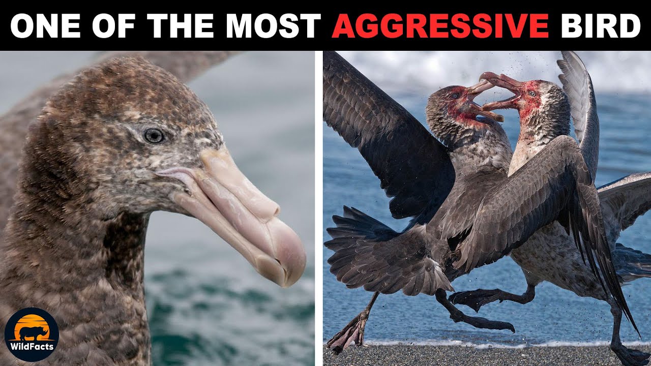 Giant Petrel - One of the Most Aggressive Birds on Earth - YouTube