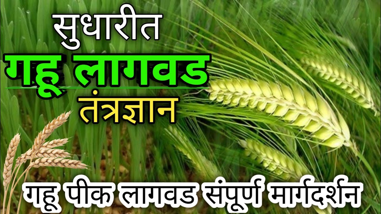 सुधारीत गहू लागवड तंत्रज्ञान | गहू लागवड संपूर्ण माहिती | gahu lagwad ...