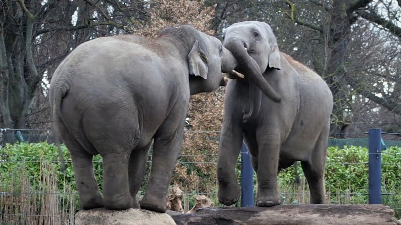 Young Male Asian Elephants Fight and Push Each Other - YouTube