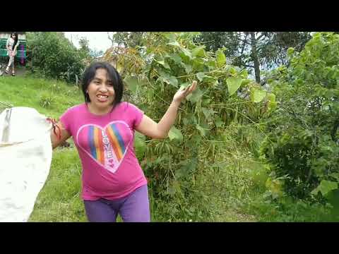 La velleza de ver producir manzanas y estás baynas y cojer un hermoso cargueo - YouTube