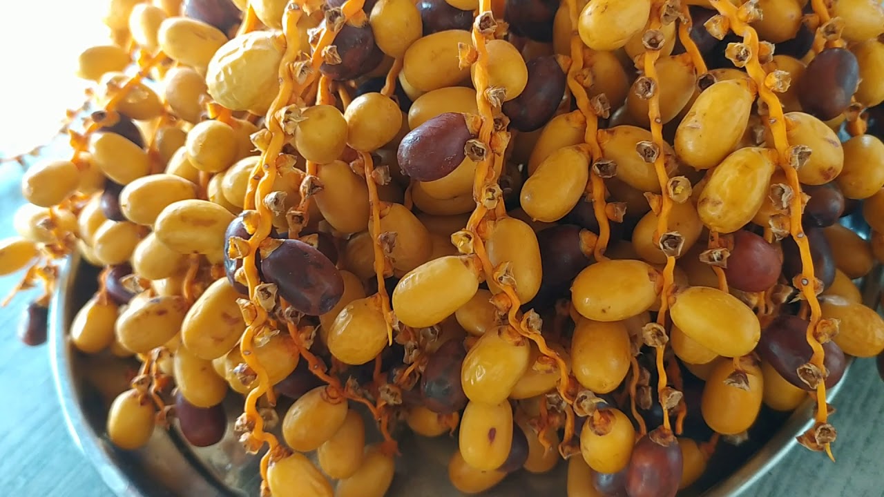 Eetha pandu indian wild date.. Highly nutritious Summer cooling ...