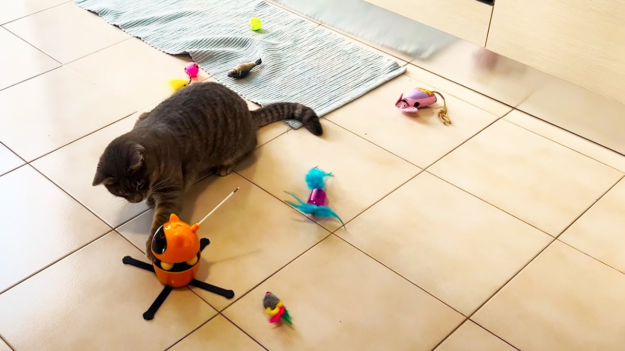 My kitten plays catch the flag and has fun until he's exhausted - YouTube