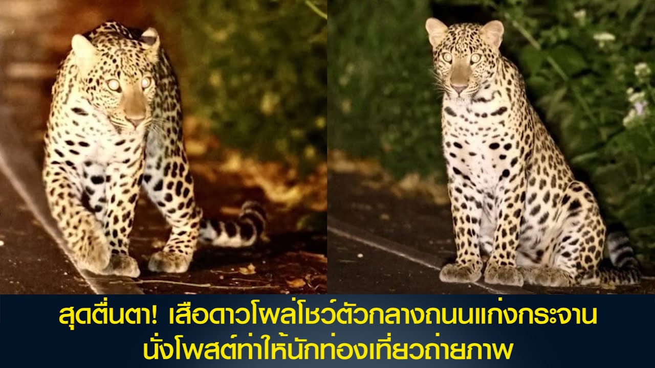 สุดตื่นตา! เสือดาวโผล่โชว์ตัวกลางถนนแก่งกระจาน นั่งโพสต์ท่าให้นักท่อง ...