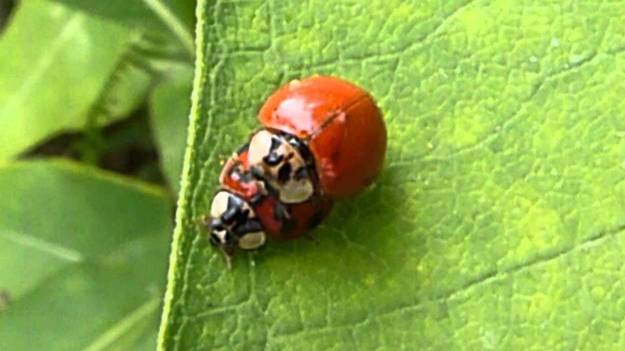 Ladybugs dancing (?) - YouTube