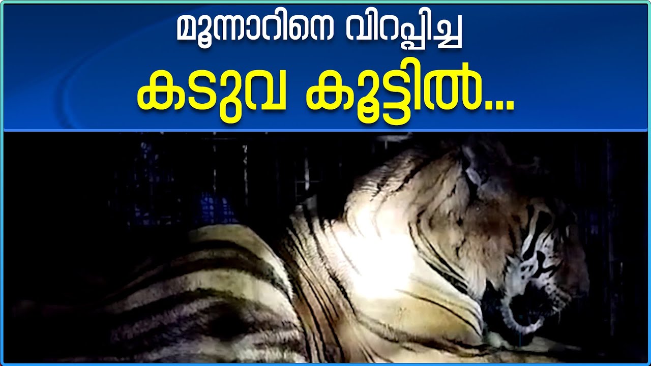 Munnar Tiger | കടുവയെ തുറന്നുവിടുന്ന കാര്യത്തിൽ തീരുമാനം ...