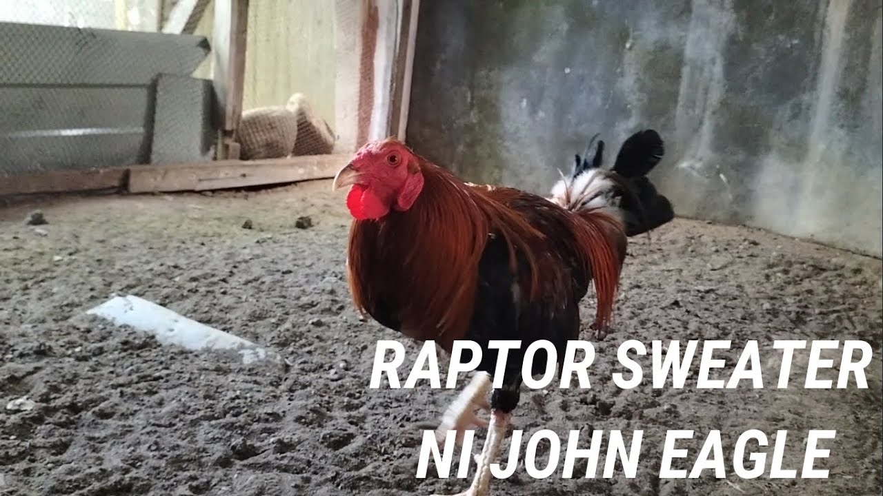 RAPTOR SWEATER NI JOHN EAGLE - YouTube