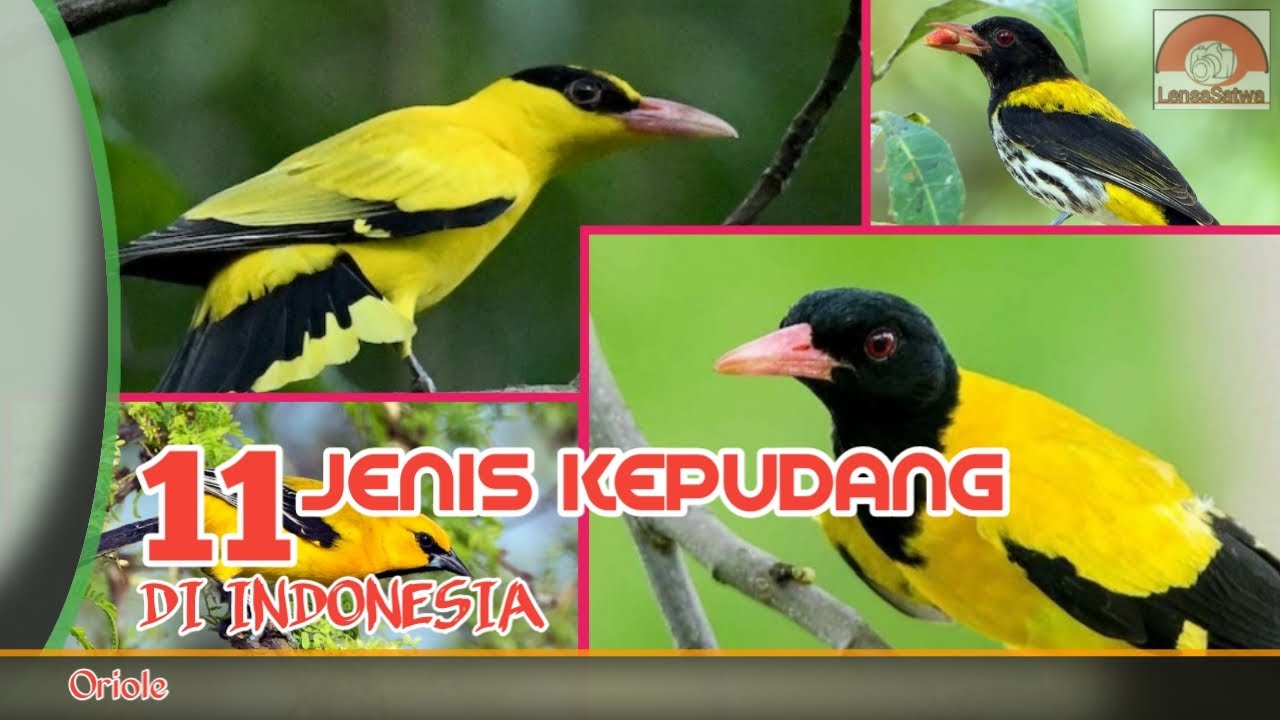 KEPODANG // 11 JENIS KEPODANG DILINDUNGI DI INDONESIA. - YouTube