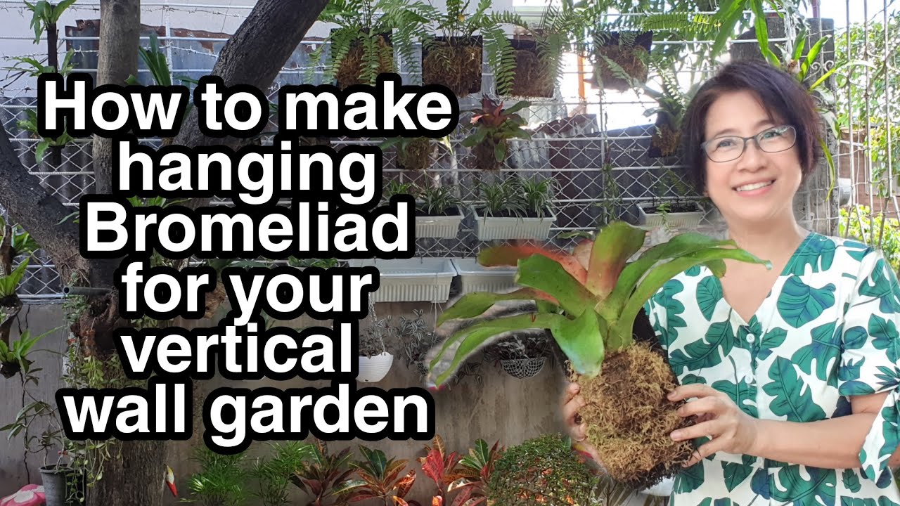 HOW TO MAKE HANGING BROMELIAD PLANTS FOR YOUR VERTICAL GARDEN / STEP BY ...