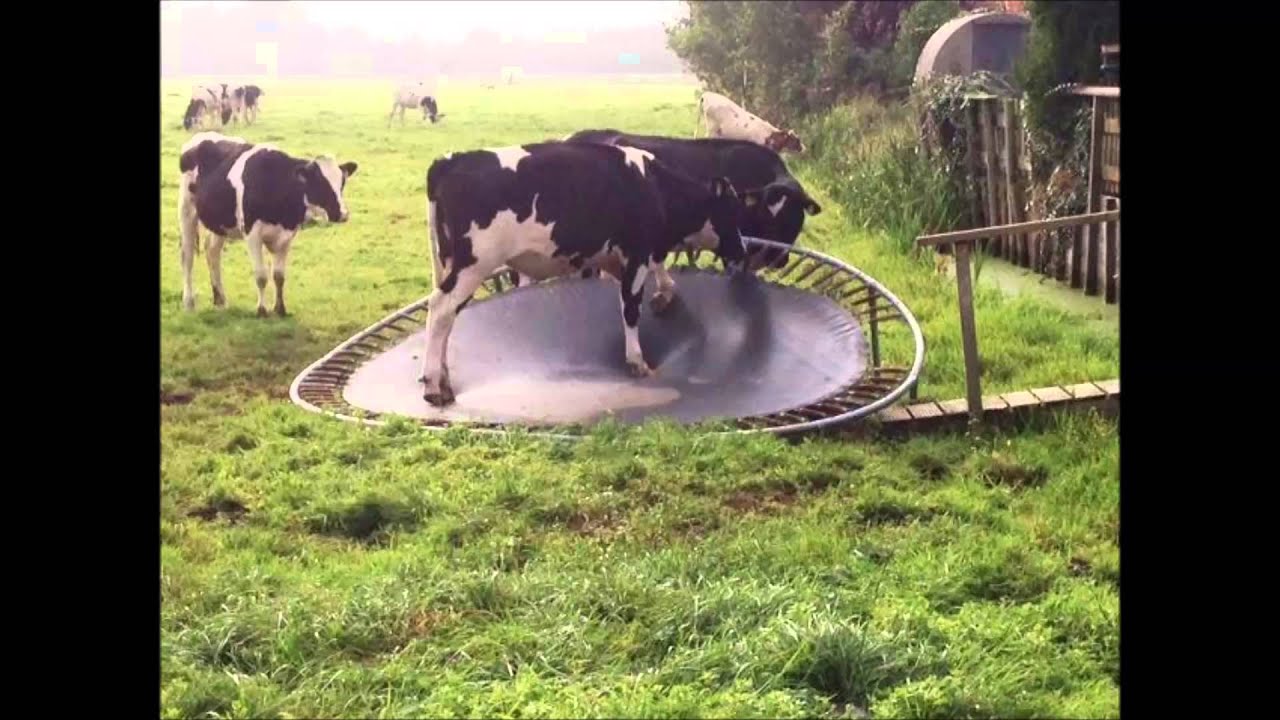 Koe op trampoline / cow trampolining - YouTube