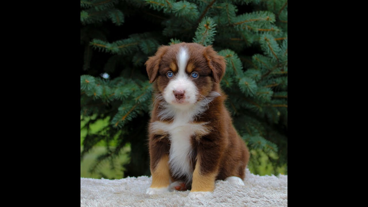 Gracie the Mini Aussie - YouTube