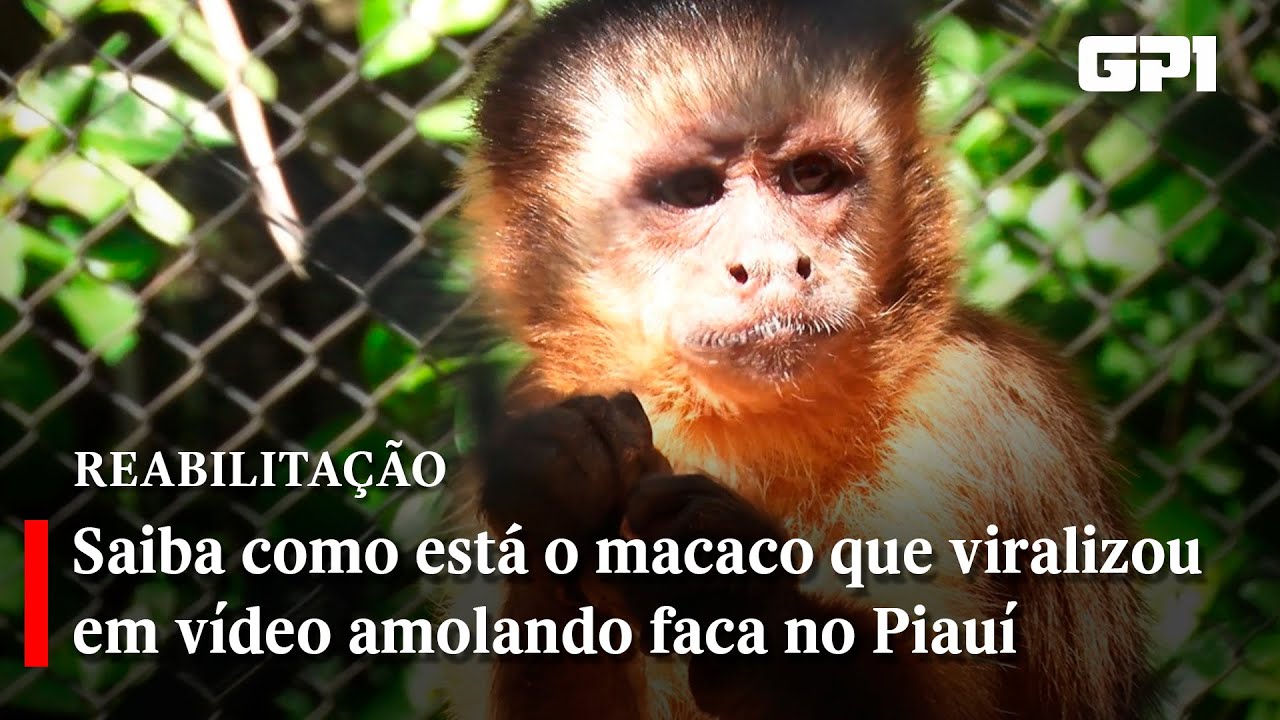 Saiba como está o macaco que viralizou em vídeo amolando faca no Piauí ...
