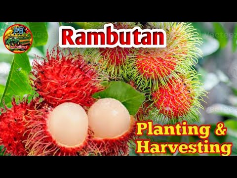 🌿Mastering Rambutan Cultivation | From Planting to Harvesting🌿 # ...