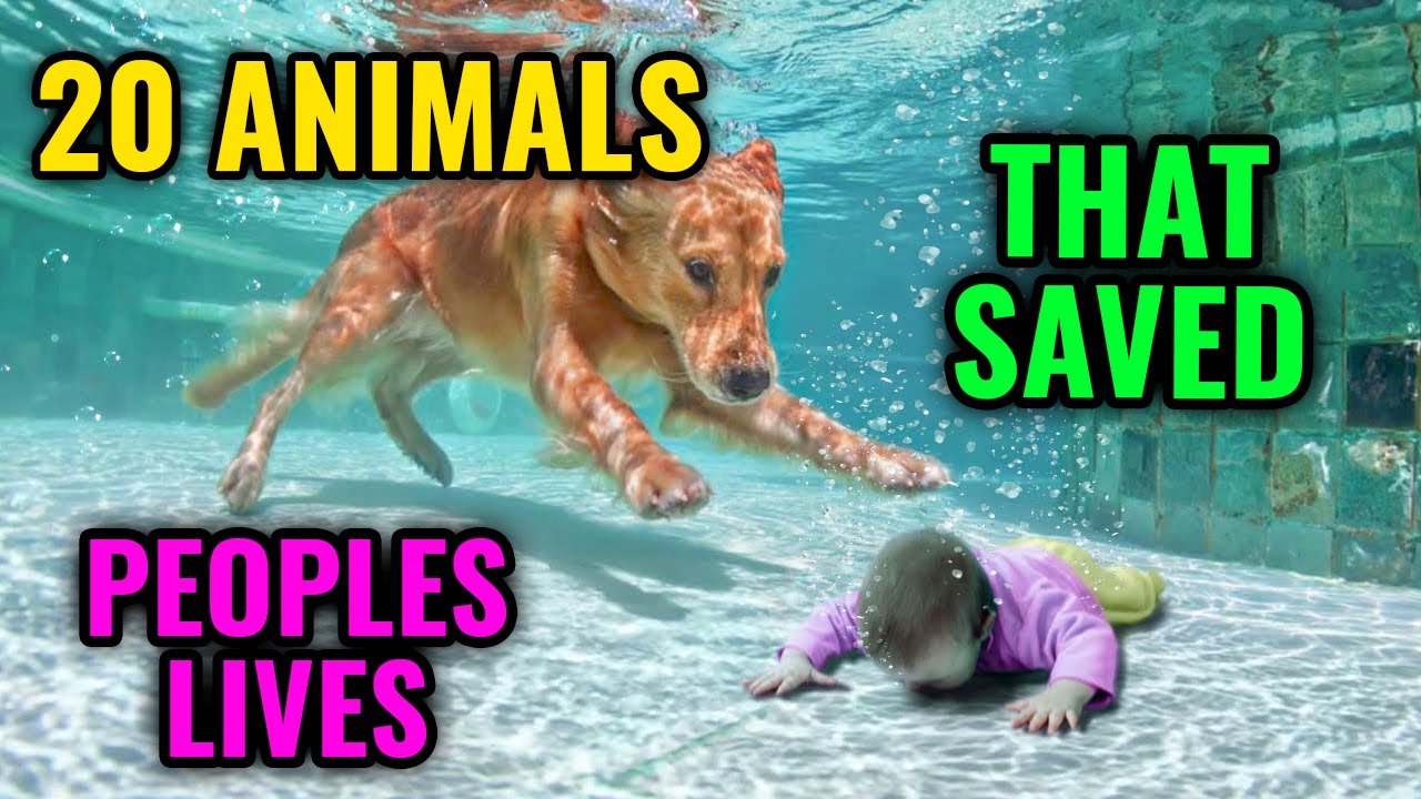 20 hero animals that saved peoples lives - YouTube