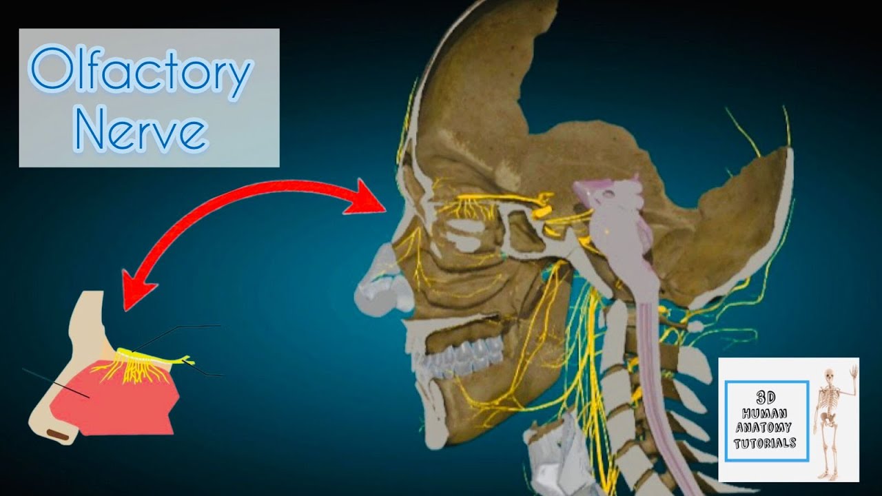 CN: 1 Olfactory Nerve ( Pathway , location ) I Human Anatomy Tutorial ...