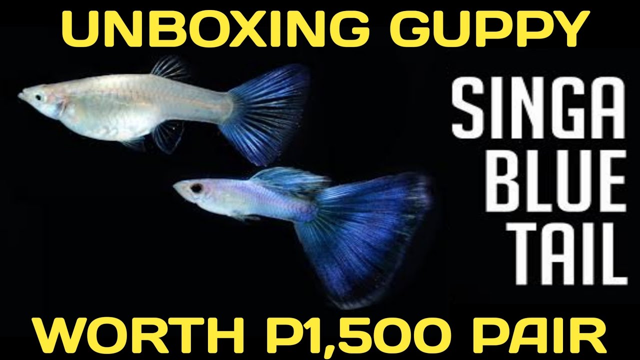 SINGA BLUE TAIL GUPPY | Unboxing - YouTube