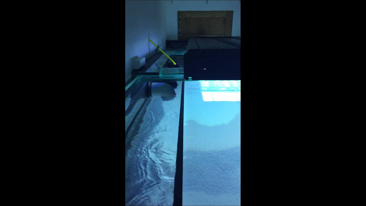 Bean animal in a center overflow drain - dolfoption