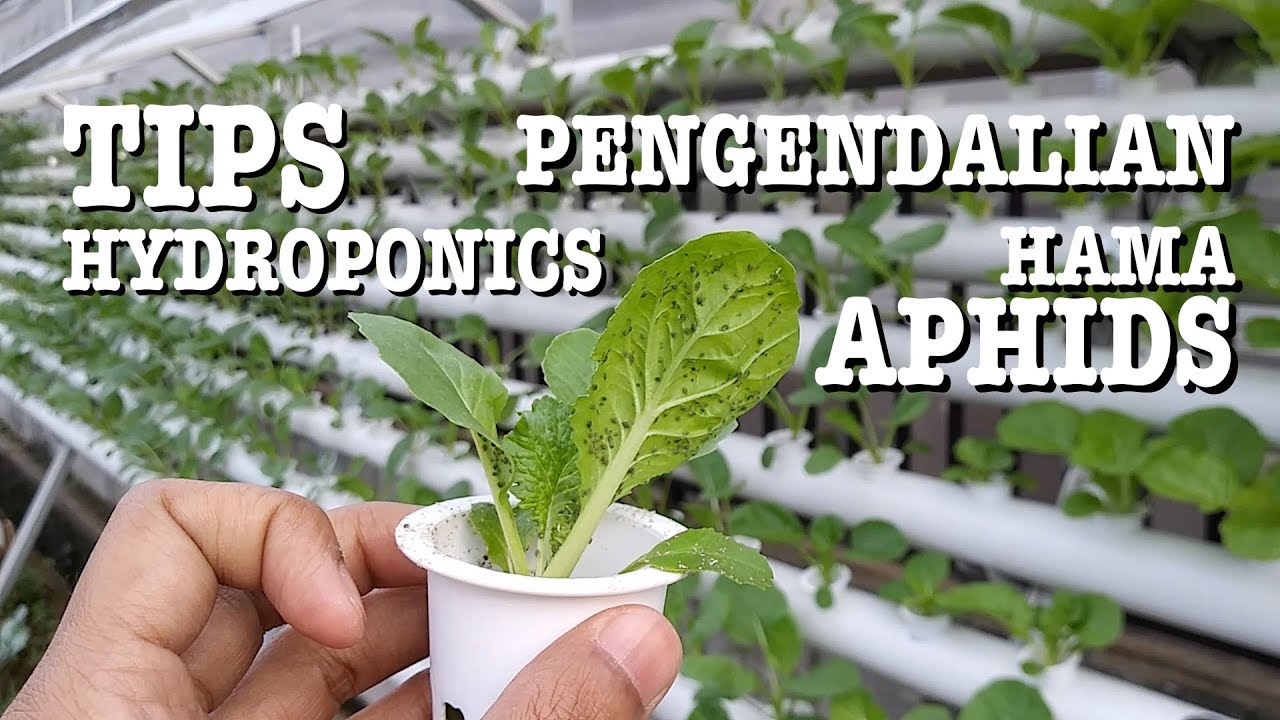 Tips Hydroponic - Pengendalian Hama Aphid Tanpa Pestisida - YouTube