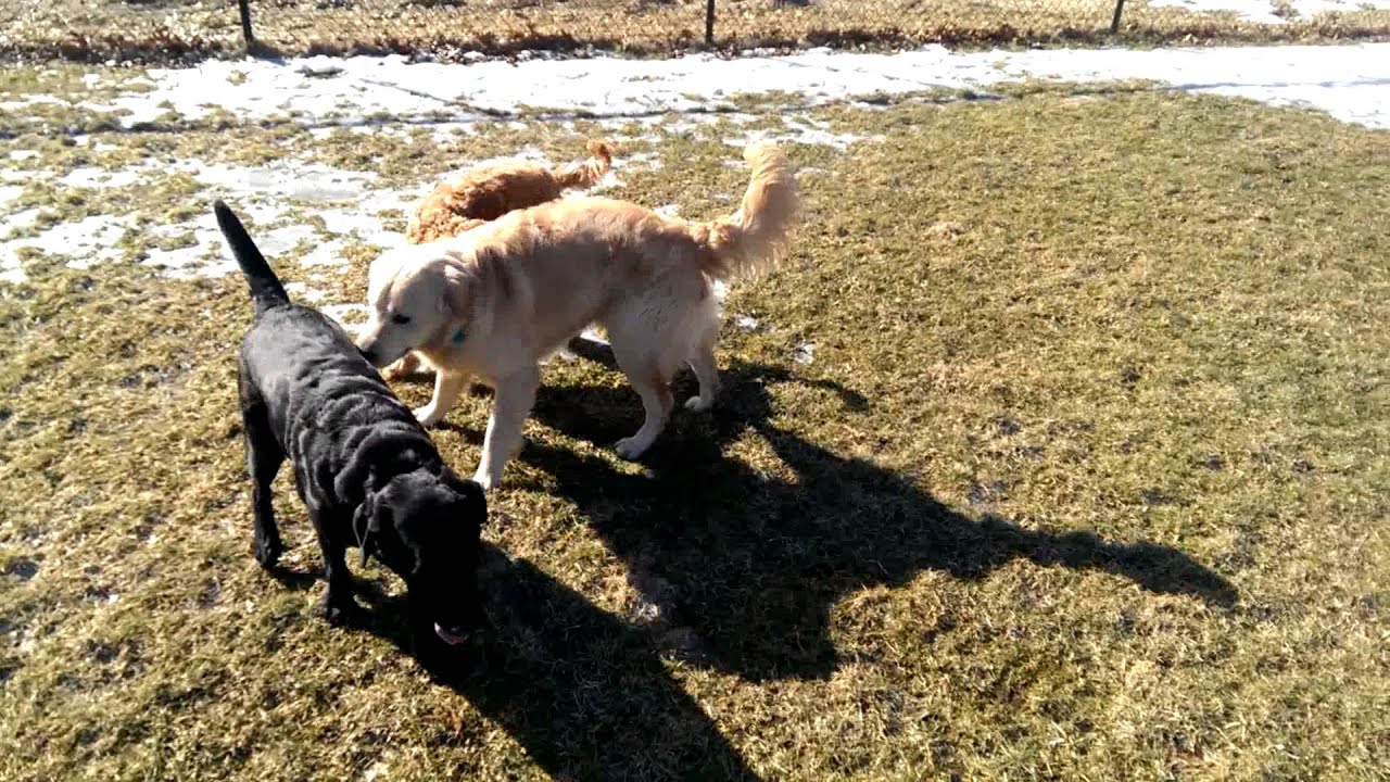 Boss Nash Jersey Rae Remi Quincy Maverick - YouTube