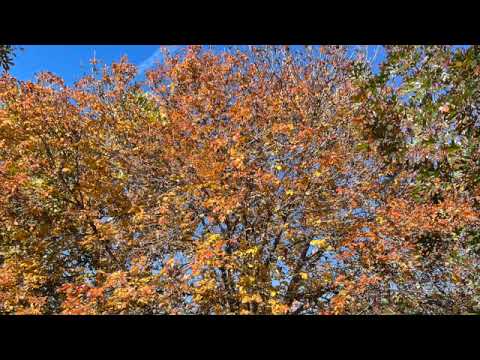 Identifying Your Texas Ash: A Guide to Its Unique Leaf - Finenaturalist ...