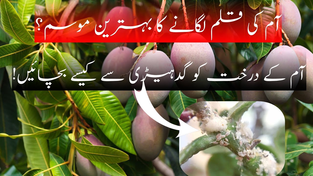 Pakistan's Best Mango Garden - Amm(Mango)Kalam lgany ka moasam kon sa ...