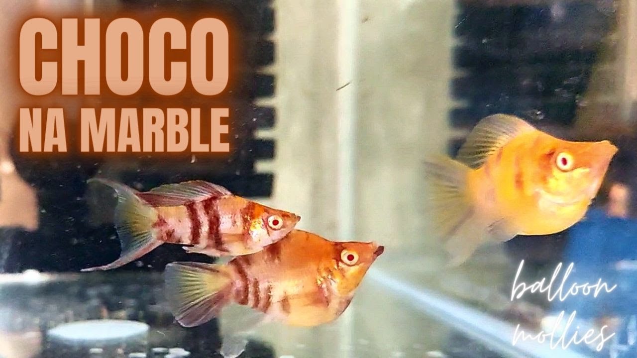CHOCO MARBLE AND CHOCO BALLOON MOLLY #balloonmolly - YouTube