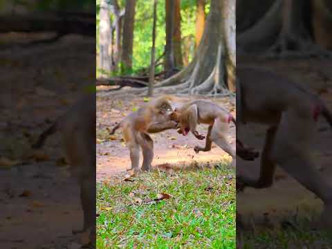 OMG!!! LIBBY NOOOO #animals #babyprimate #babyanimal #monkey #monkeyaron #babymonkey