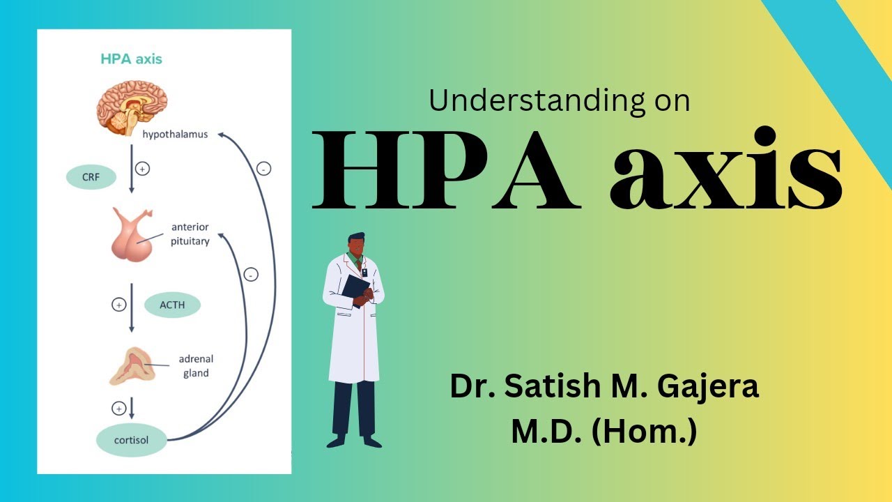 Neuro-Endocrine Pathways - 1, HPA Axis - Useful for Homoeopathy and ...
