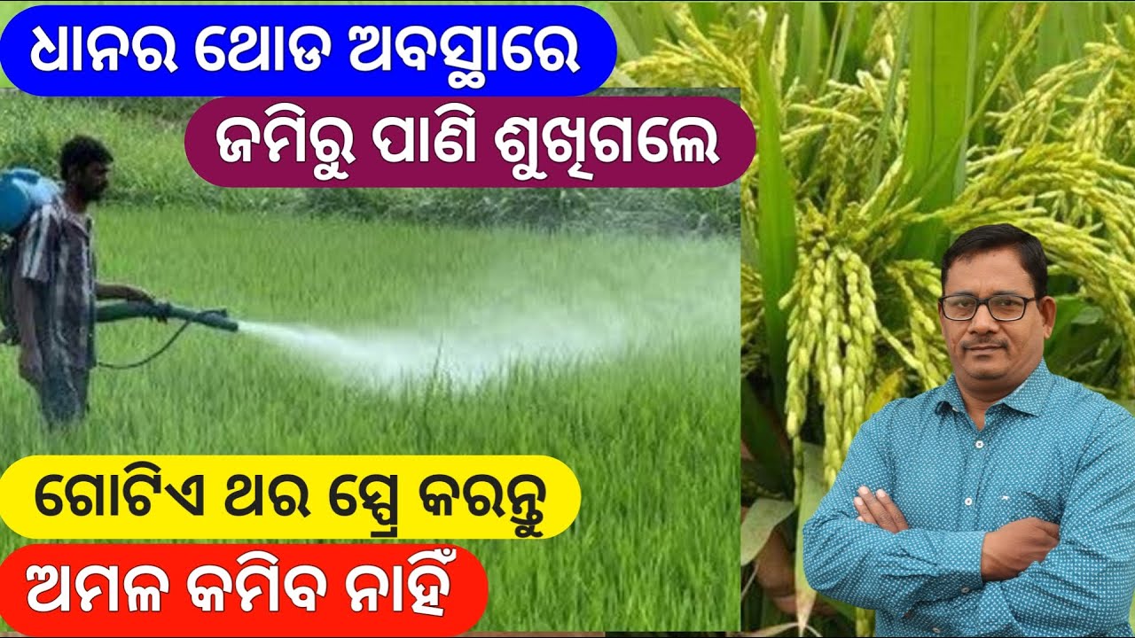Water management at Panicle stage of paddy ସୁଖା ଜମିରେ ସାର ପରିଚାଳନା ...