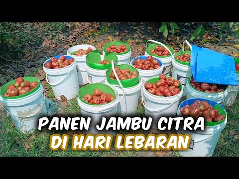 Panen Jambu Citra Di Hari Lebaran, Harga Melambung Tinggi Gak Karuan