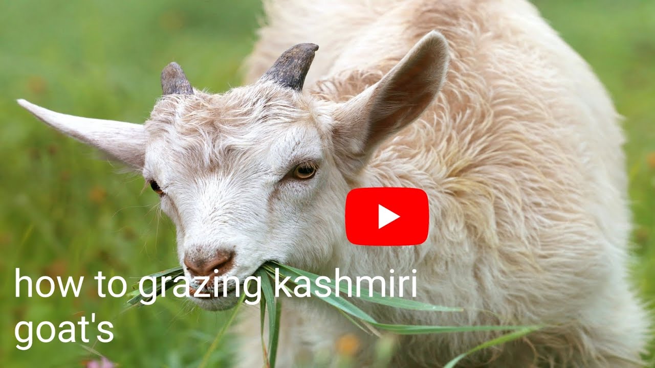how to grazing kashmiri goat's 👍🦙😆 - YouTube