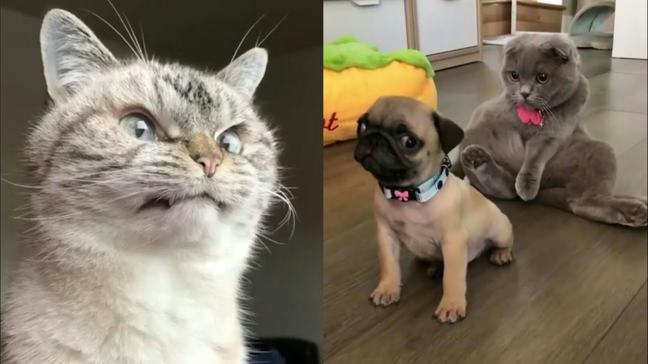 Angry Cats & Dogs That will Make Your Day | Funny Pet Reactions ...