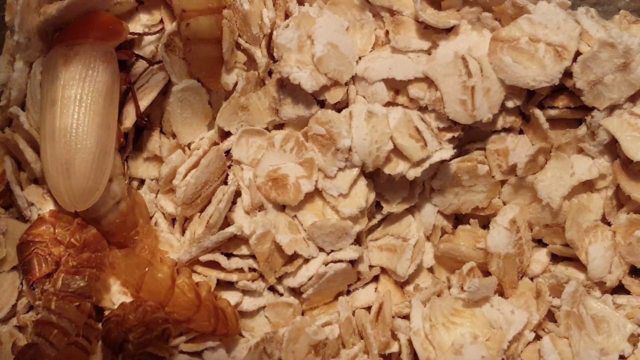 Beetle molting timelapse - YouTube