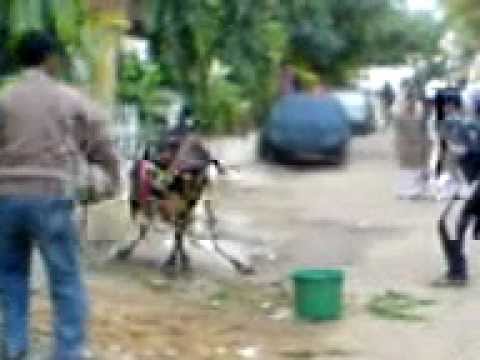 ela zerbe. Halal olsun bu ineye....!xD