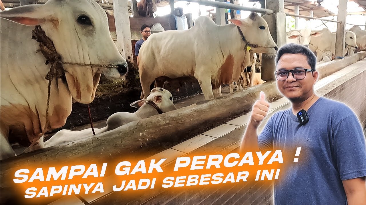 Sudah Deal 4 Ekor Sapi Po Mau Nambah Lagi... Tabungan Sapi Qurban 2025 ...