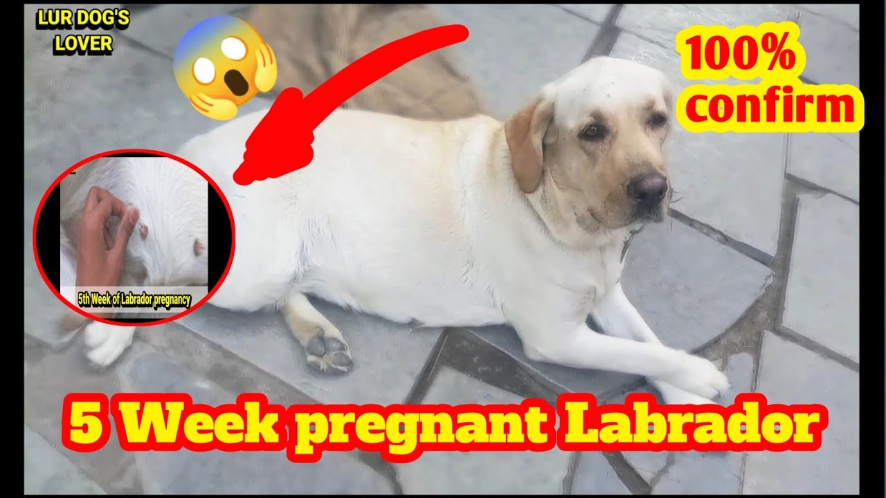 5 week pregnant dog l 35 day pregnant dog l Labrador pregnancy day by ...